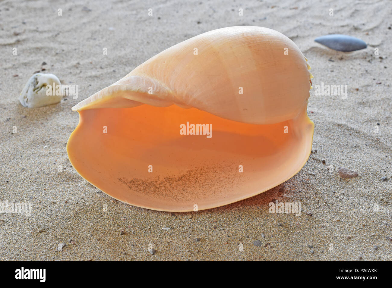 large seashell beautiful Stock Photo - Alamy