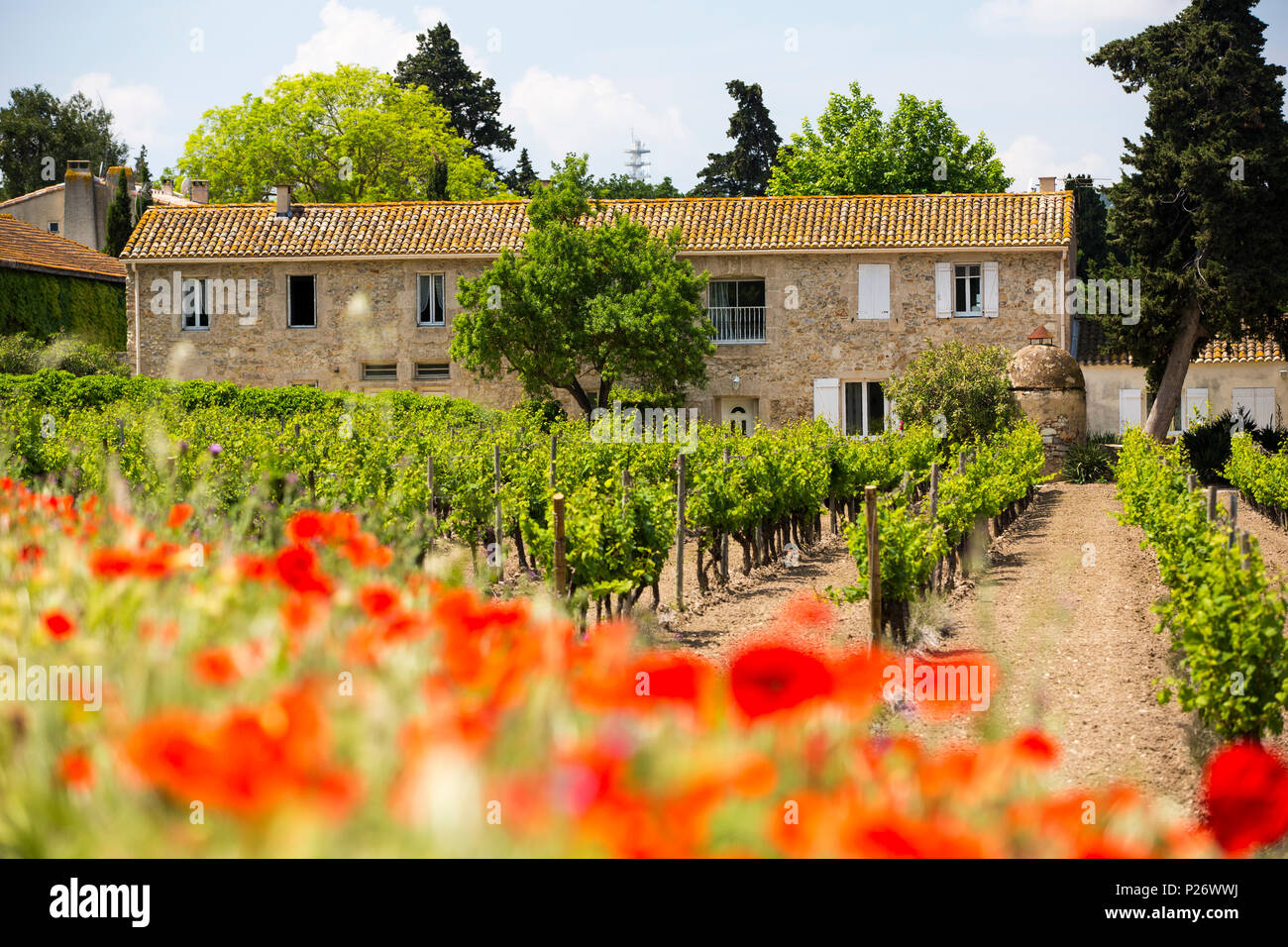 House by the vinyard hi-res stock photography and images - Alamy