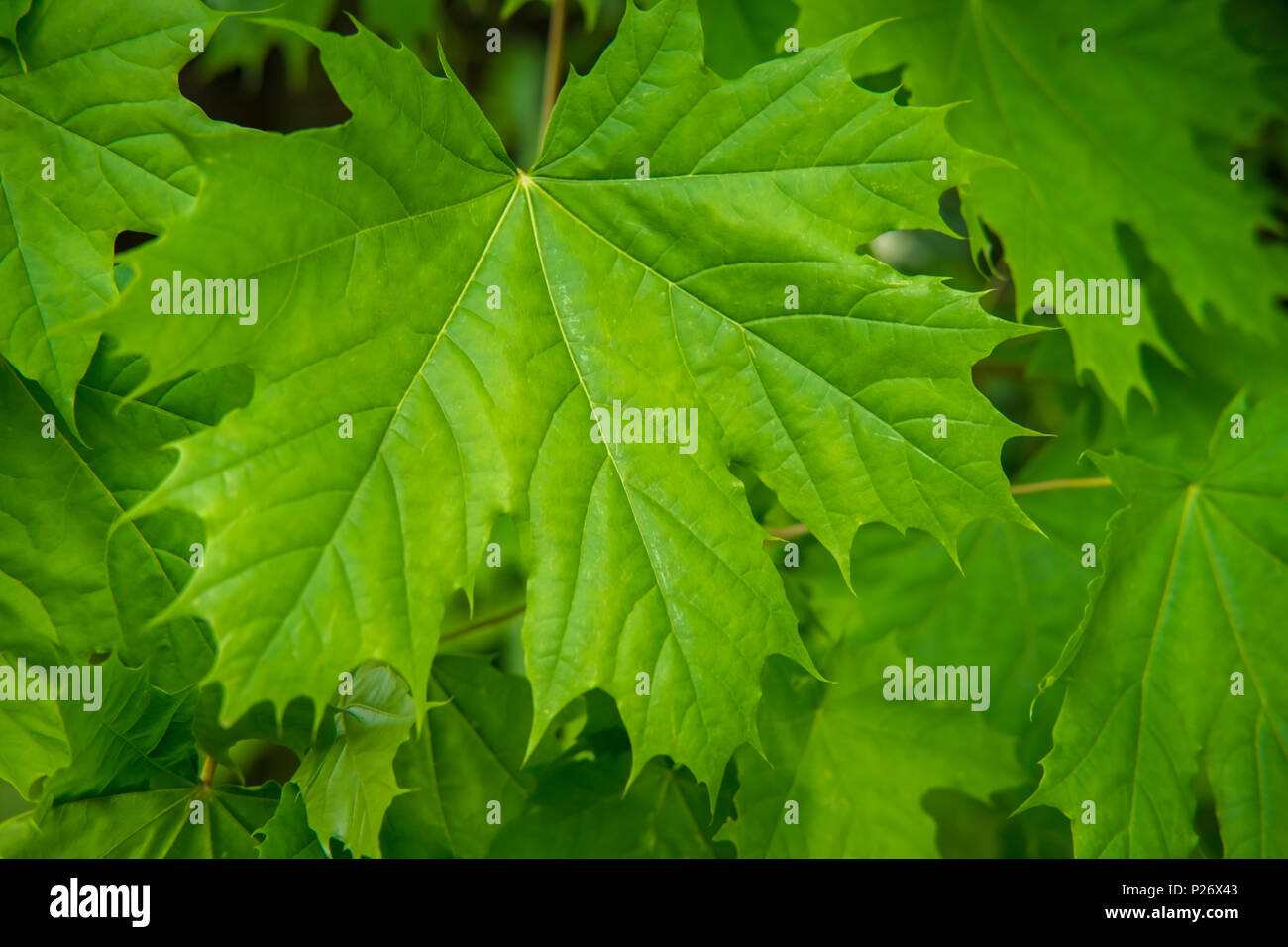 Beautiful green maple tree leaves for nature background Stock Photo - Alamy