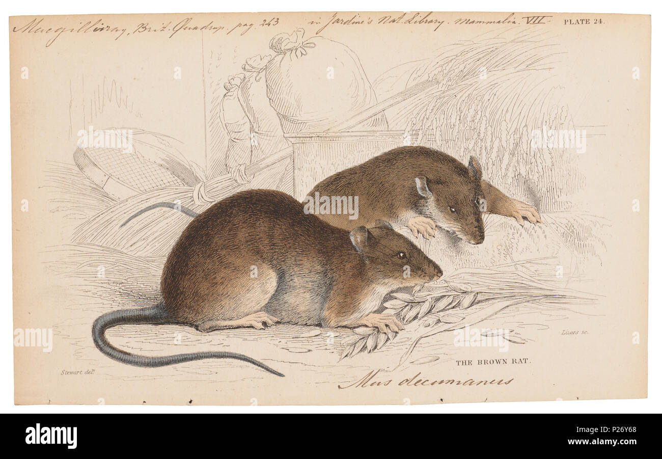 Mus decumanus hi-res stock photography and images - Alamy