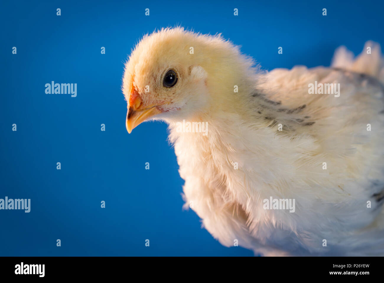 Young adolescent light Brahma chicken farm hen portrait Stock Photo - Alamy