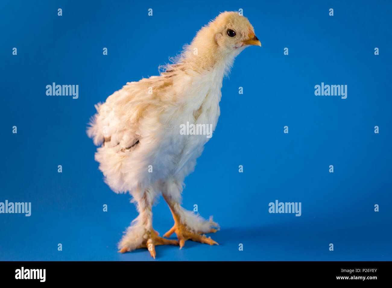 Young adolescent light Brahma chicken farm hen portrait Stock Photo - Alamy