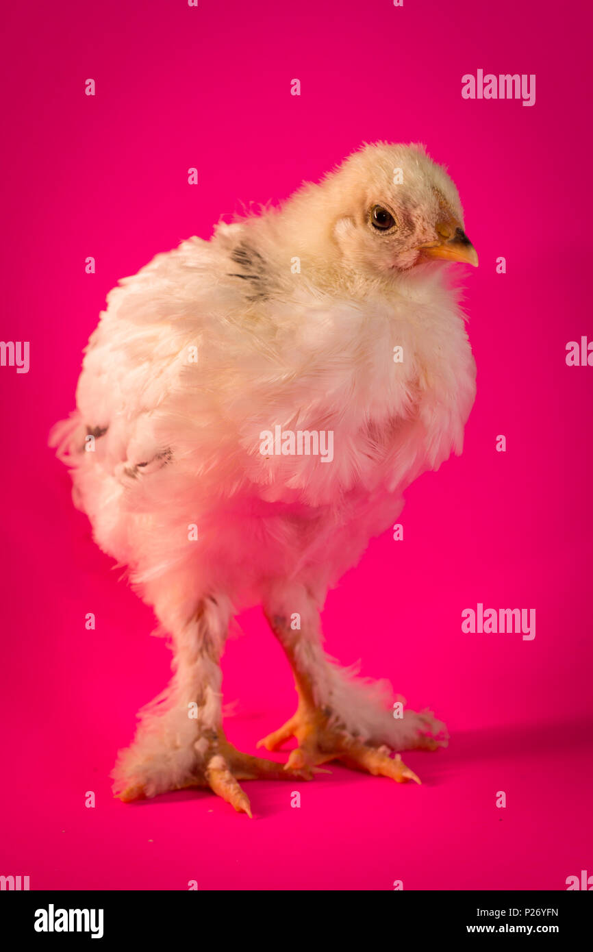 Young adolescent light Brahma chicken farm hen portrait Stock Photo - Alamy