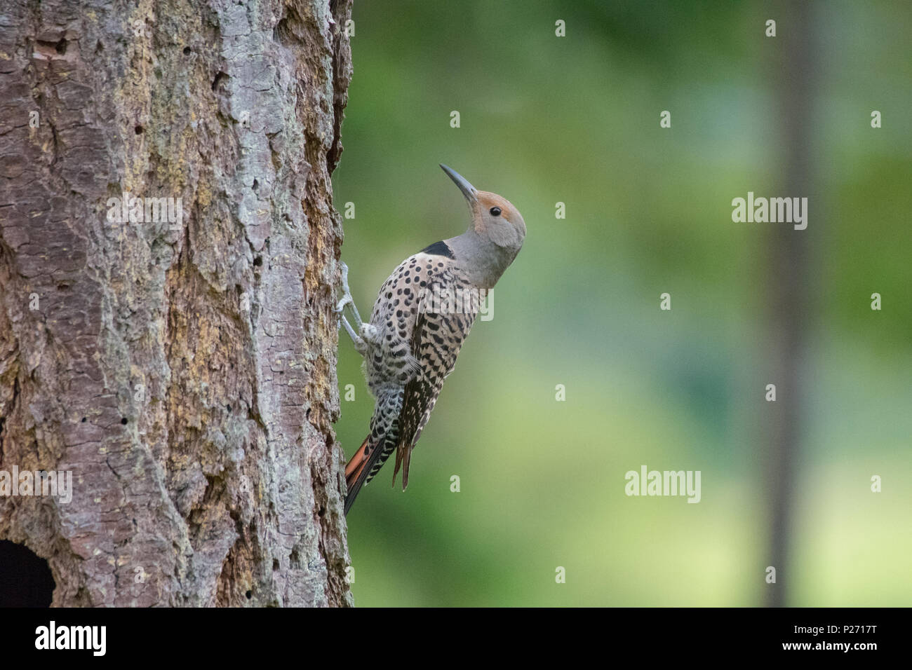 Female yellow shafted flicker hi-res stock photography and images - Alamy