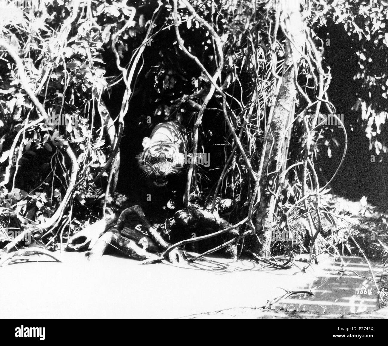 Original Film Title: CHANG: A DRAMA OF THE WILDERNESS. English Title ...