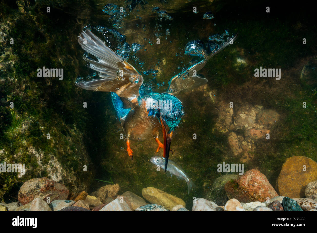 Kingfisher underwater hi-res stock photography and images - Alamy