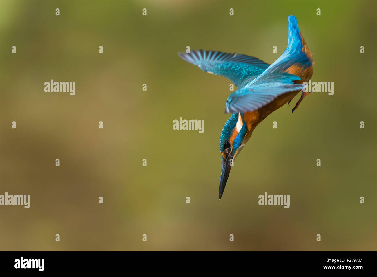 Kingfisher in flight hi-res stock photography and images - Alamy
