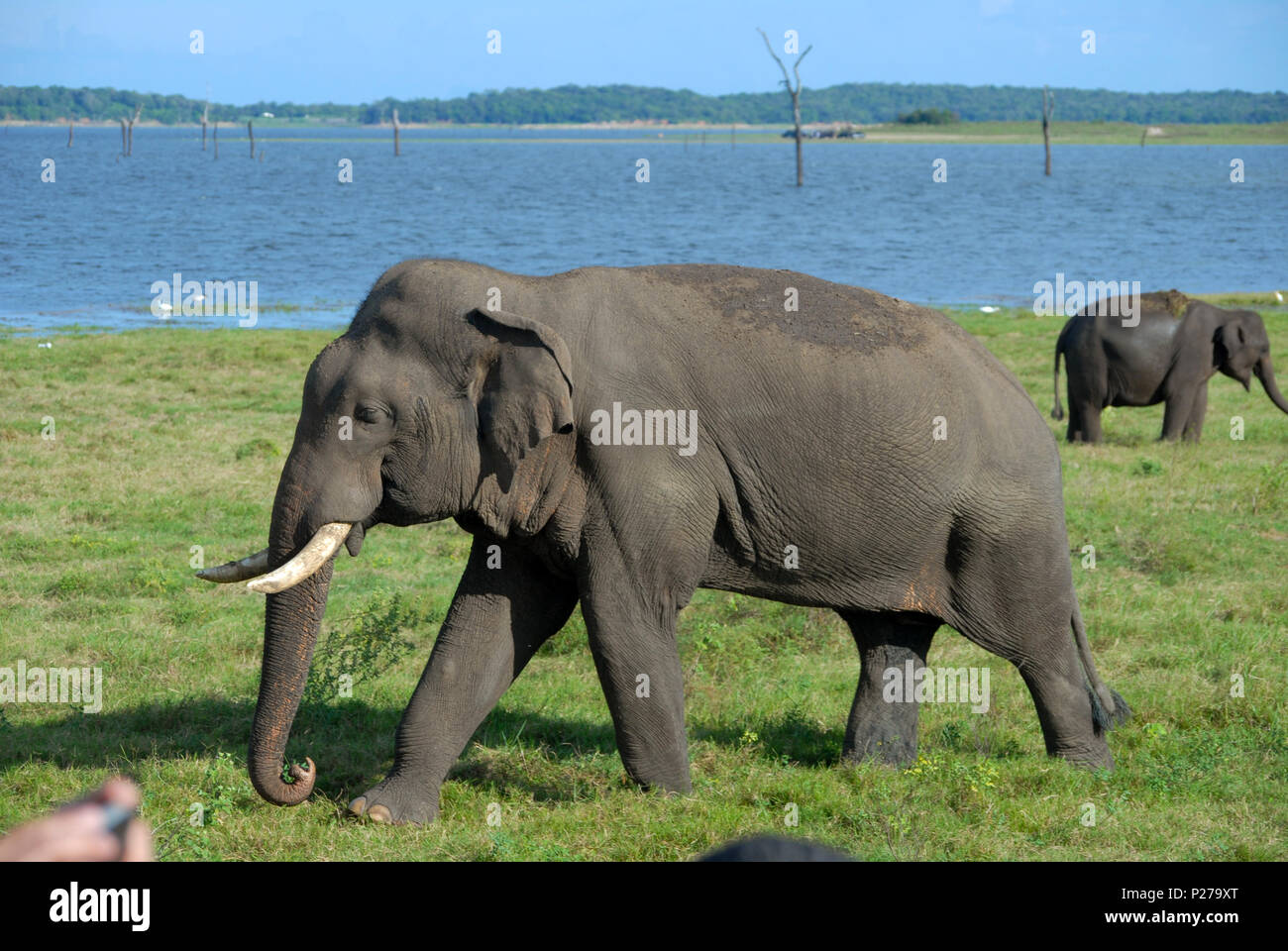 Elephants at Kaudulla National Park, Sri Lanka Stock Photo - Alamy