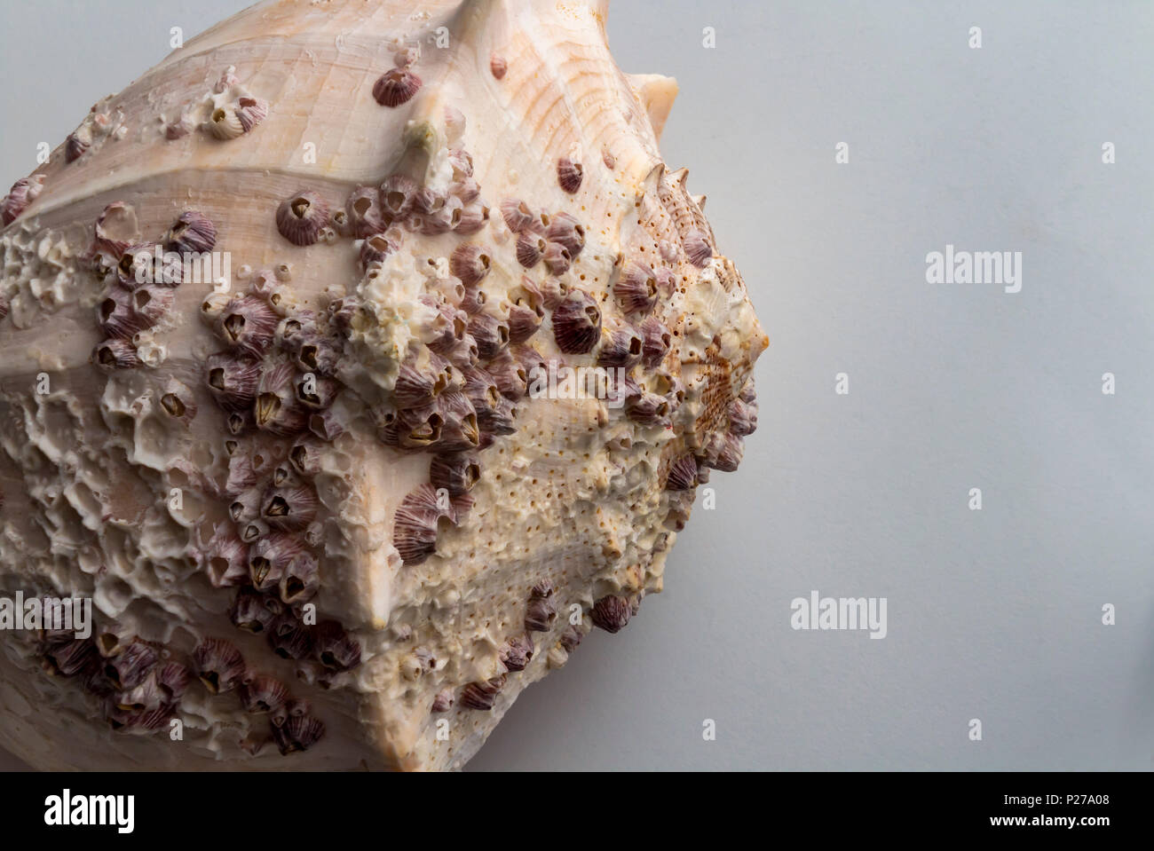 Golden mollusk hi-res stock photography and images - Alamy