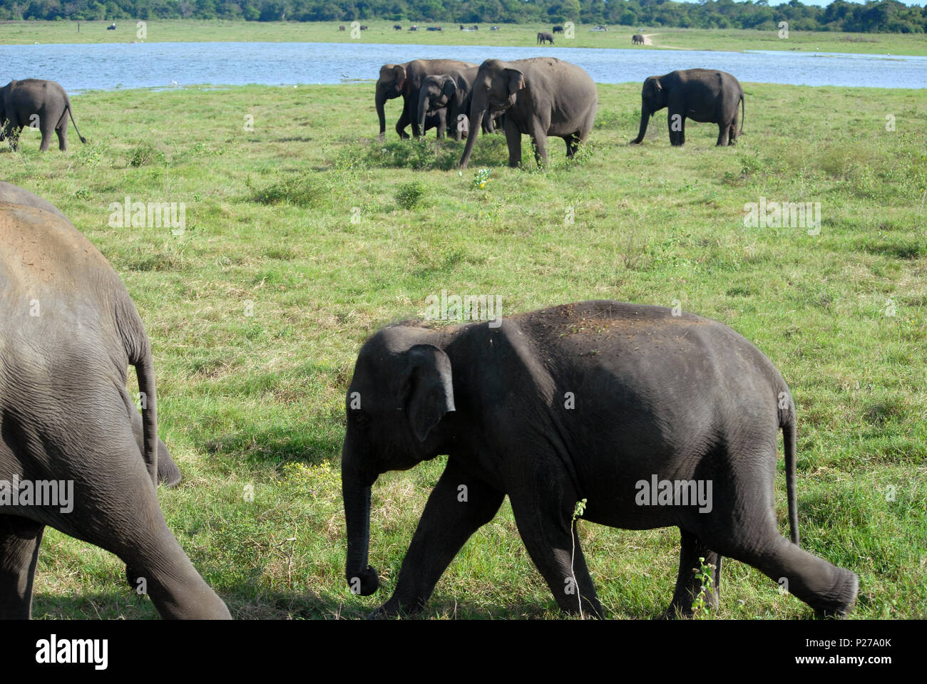Elephants at Kaudulla National Park, Sri Lanka Stock Photo - Alamy