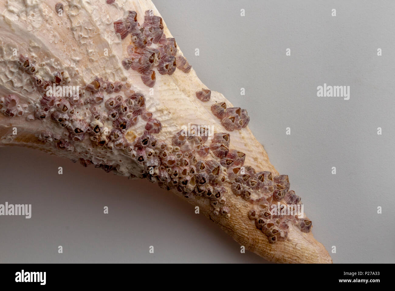 Dry gigantic sea shell. Soft surface inside, rough and textured on the ...