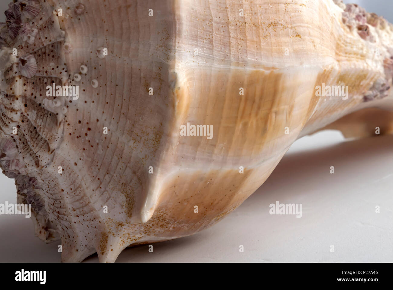Dry gigantic sea shell. Soft surface inside, rough and textured on the ...