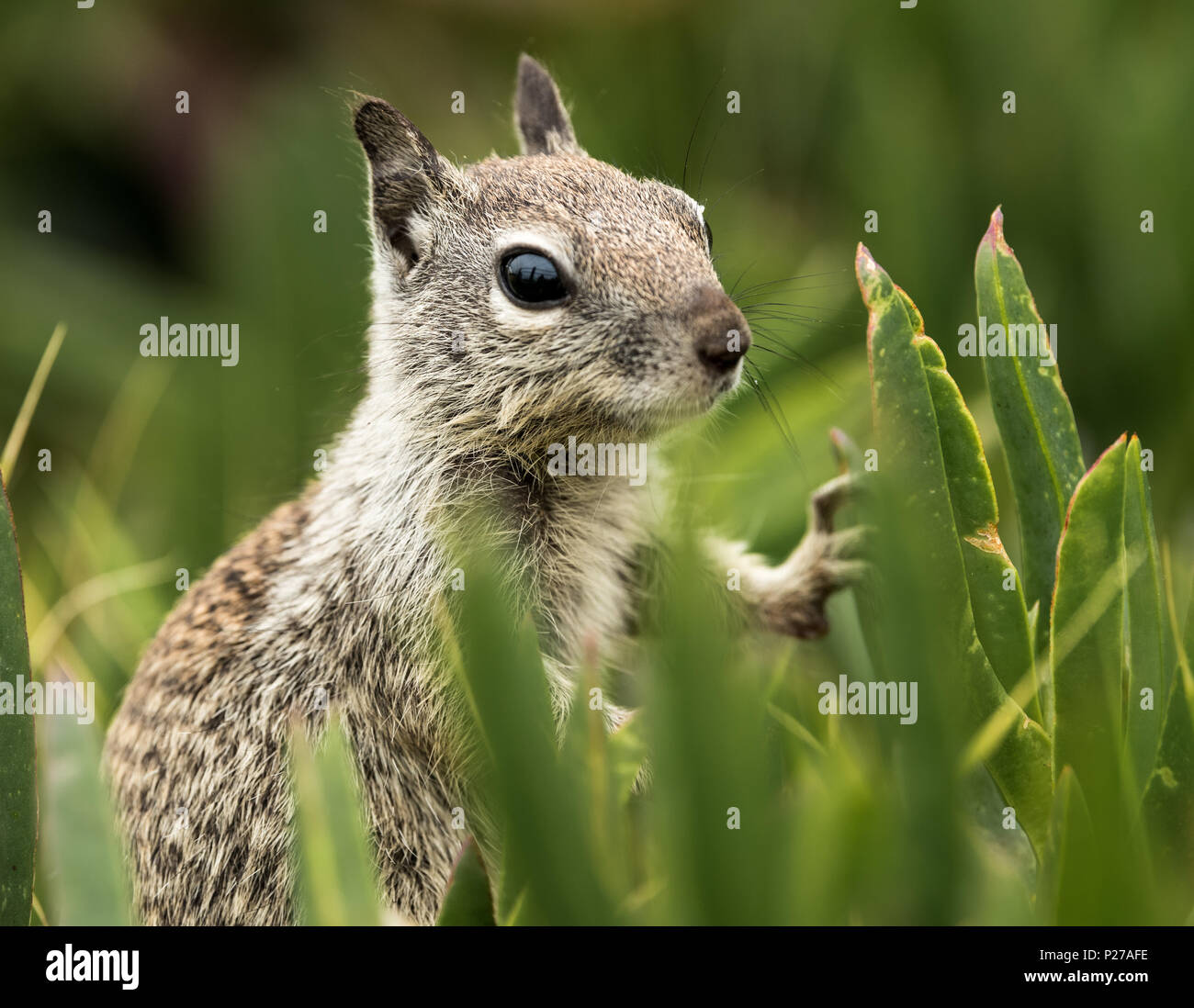 Squirrel in the tall green grass Stock Photo - Alamy
