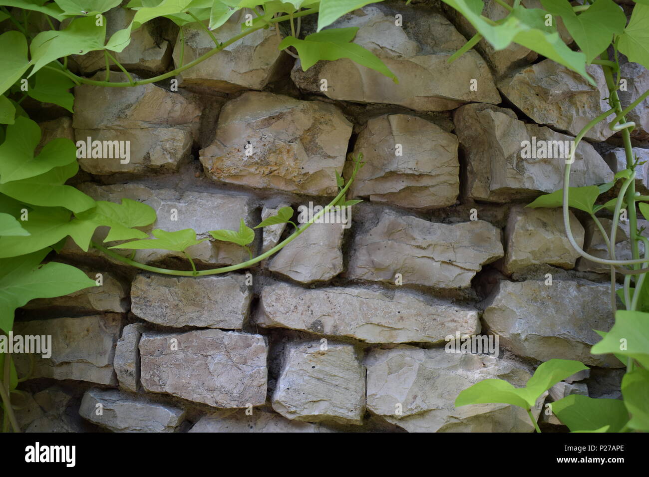 Stone texture with leaves Stock Photo - Alamy