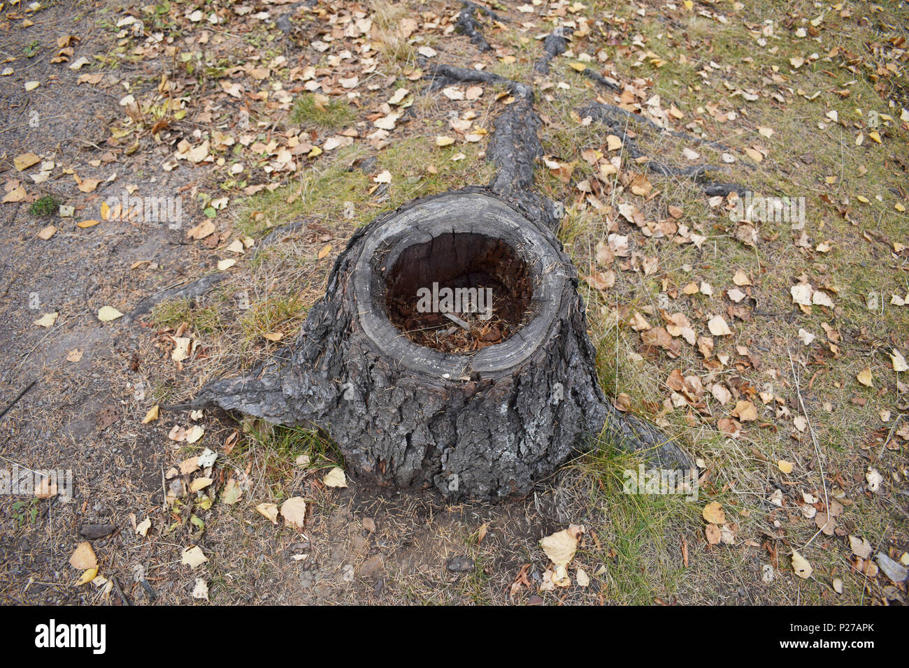 Forest stump hi-res stock photography and images - Alamy