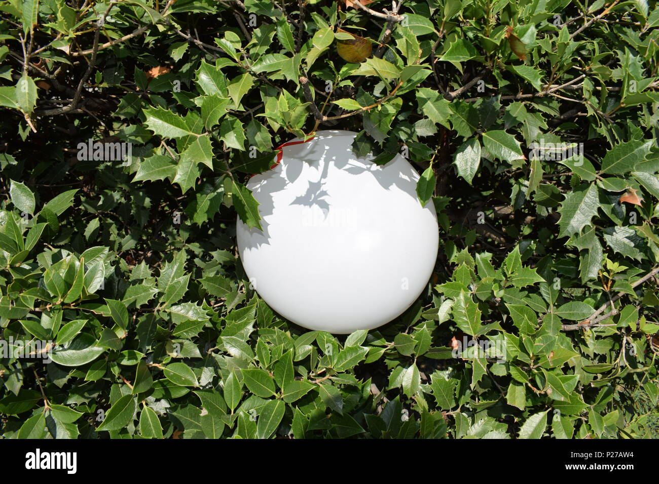 Tropical tree and air ballon Stock Photo - Alamy