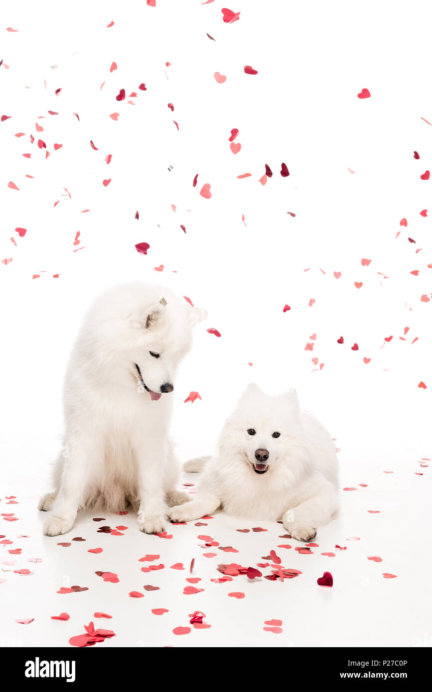 Heart two dogs hi-res stock photography and images - Alamy