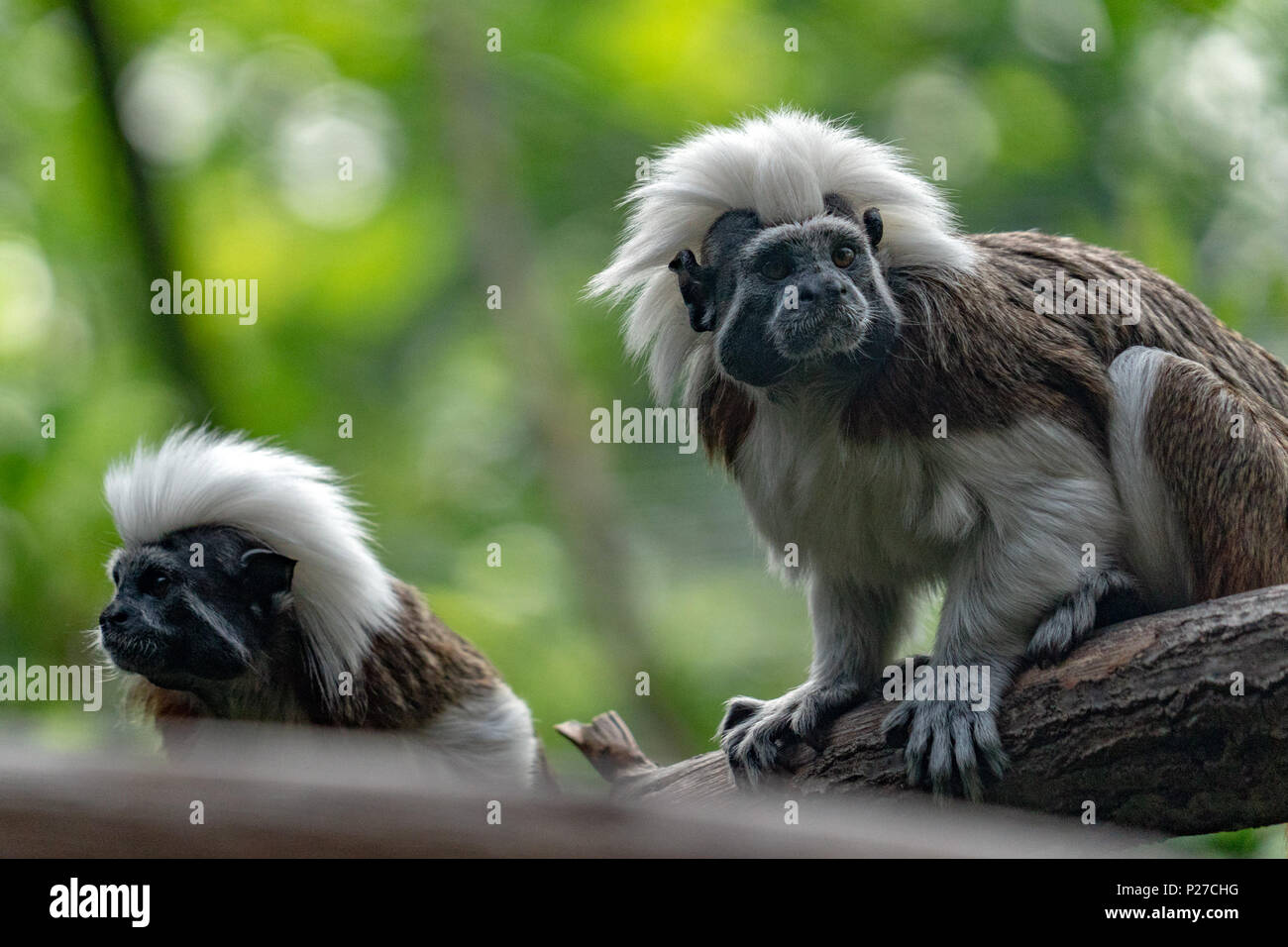 Baby emperor tamarin monkey hi-res stock photography and images - Alamy