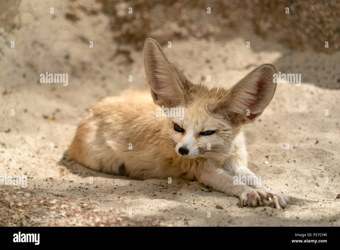Fennec desert fox portrait looking at you Stock Photo - Alamy
