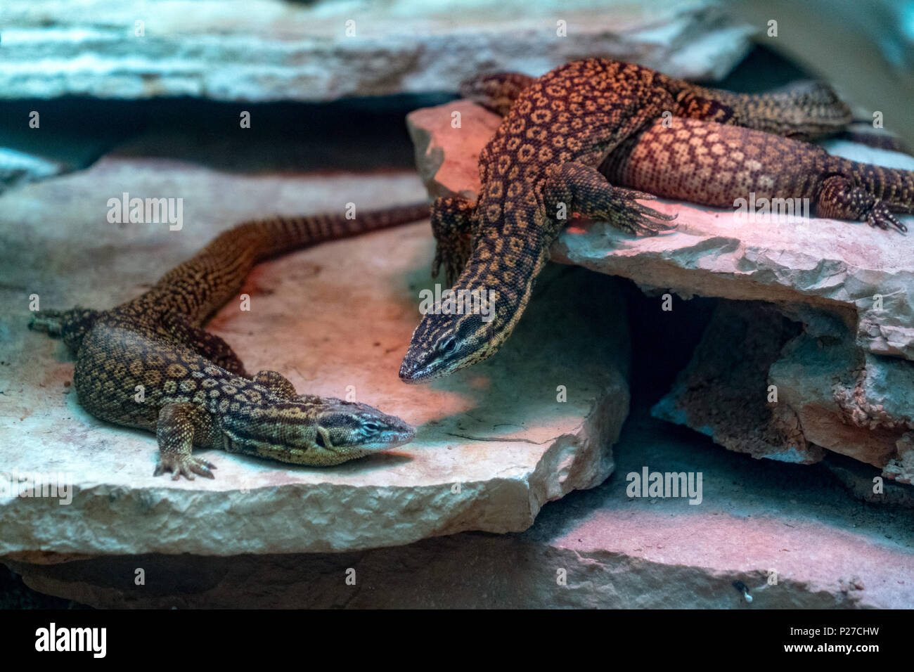 Varanus Acanthurus High Resolution Stock Photography and Images - Alamy