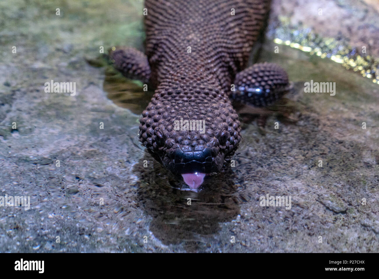 Beaded lizard close up portrait while drinking water Stock Photo - Alamy