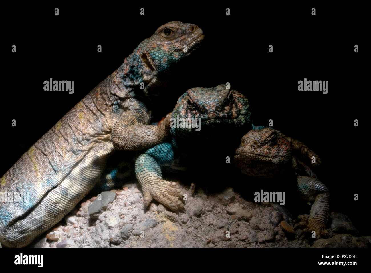 Ornate mastigure african lizard portrait isolated on black Stock Photo ...