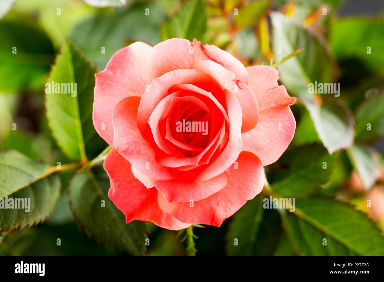 Pink rose in close up, horizontal image Stock Photo - Alamy