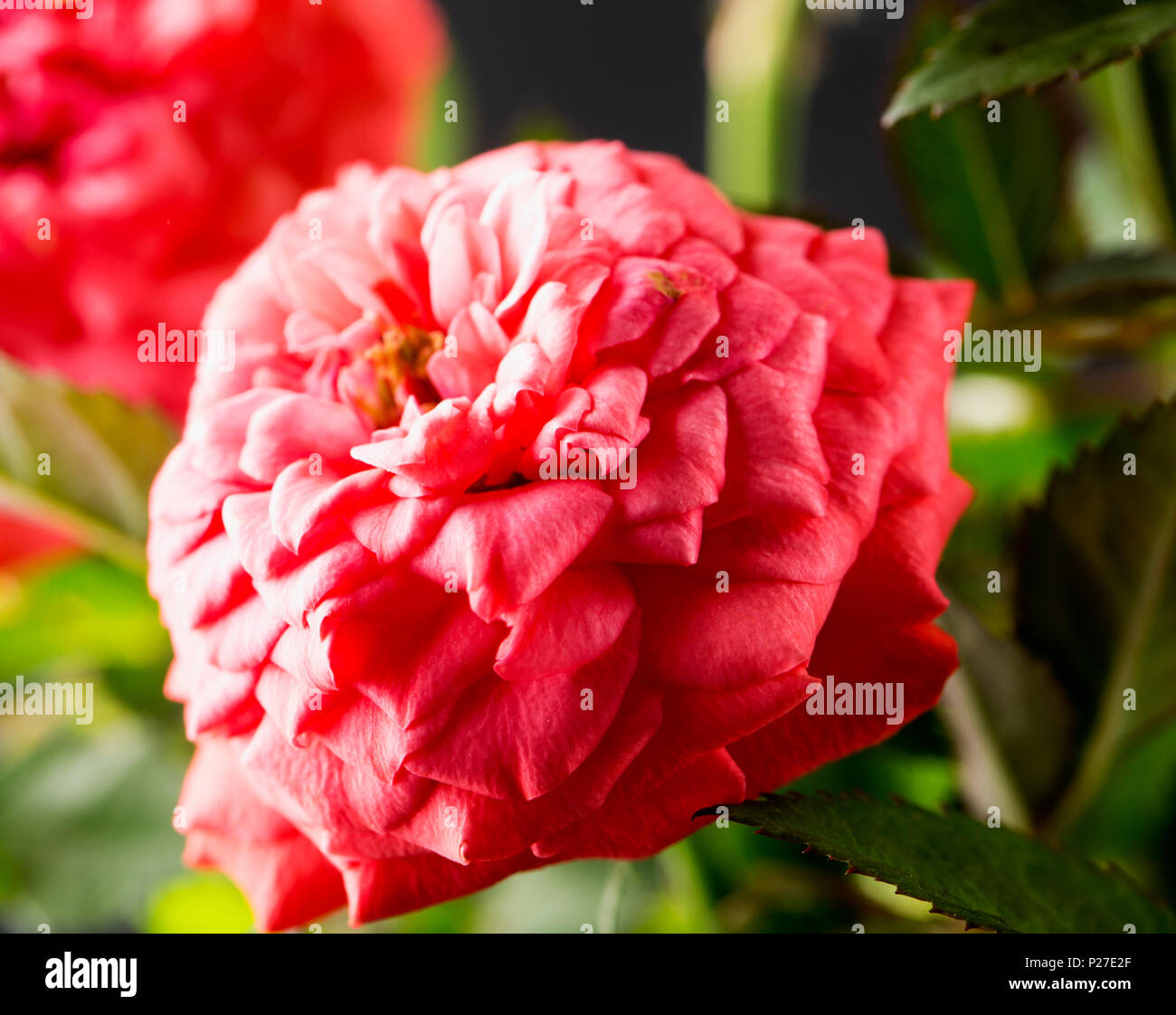 Pink rose in close up, horizontal image Stock Photo - Alamy
