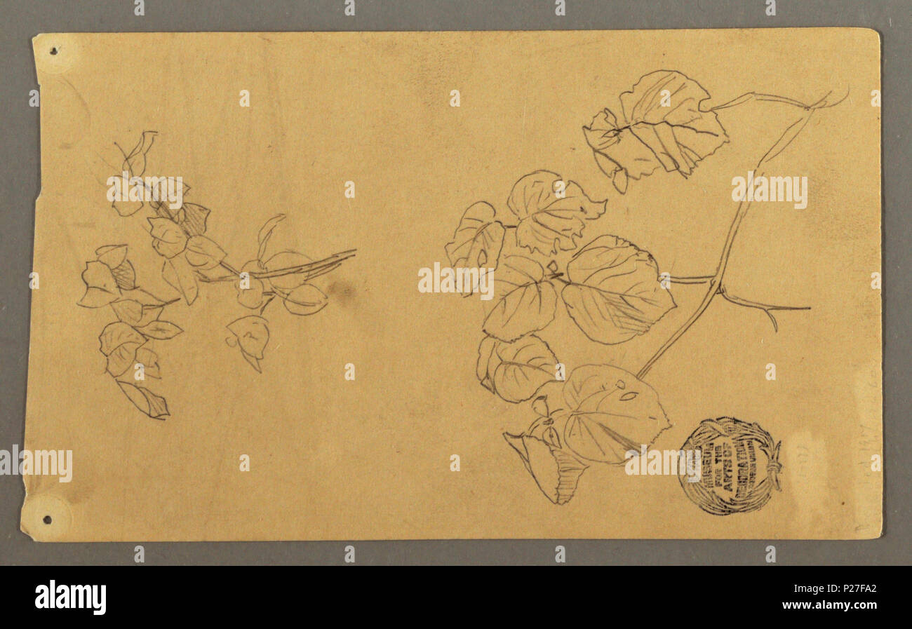 . English: Drawing, Plant study . before 1917 (acquired date) 106 ...