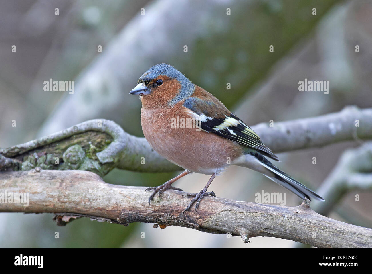 Common chaffinch in its natural habitat in Denmark Stock Photo - Alamy