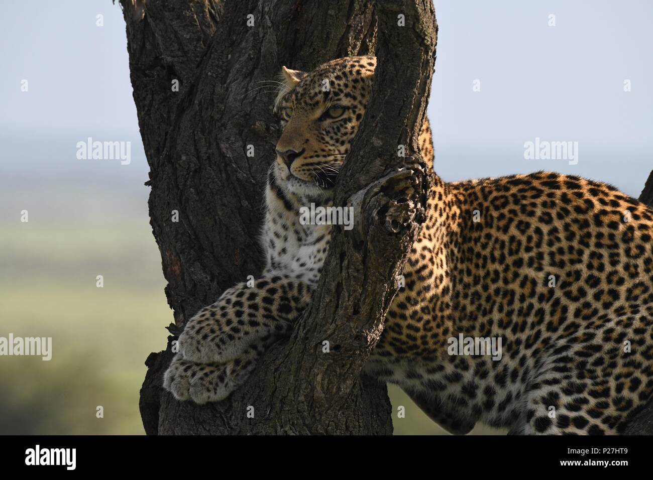 Leopard in tree looking for prey on the Massai Mara savannah. Female ...