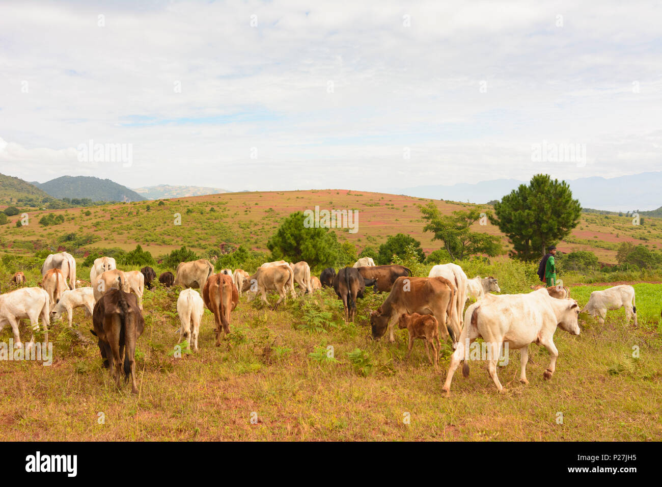 Kalaw, cattle, shepherd, Shan State, Myanmar (Burma Stock Photo - Alamy