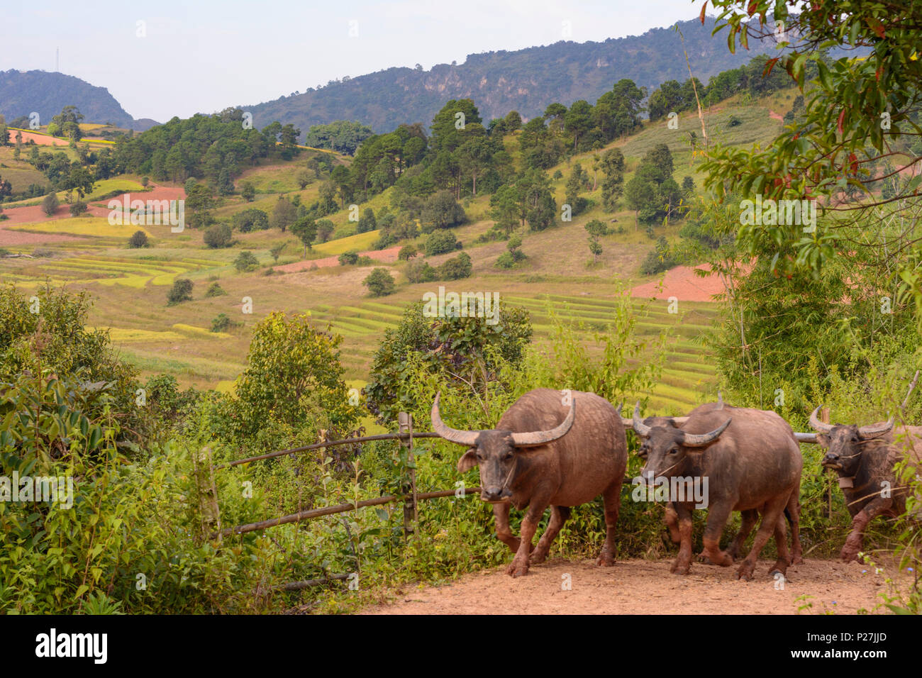 Shan state buffalo hi-res stock photography and images - Alamy