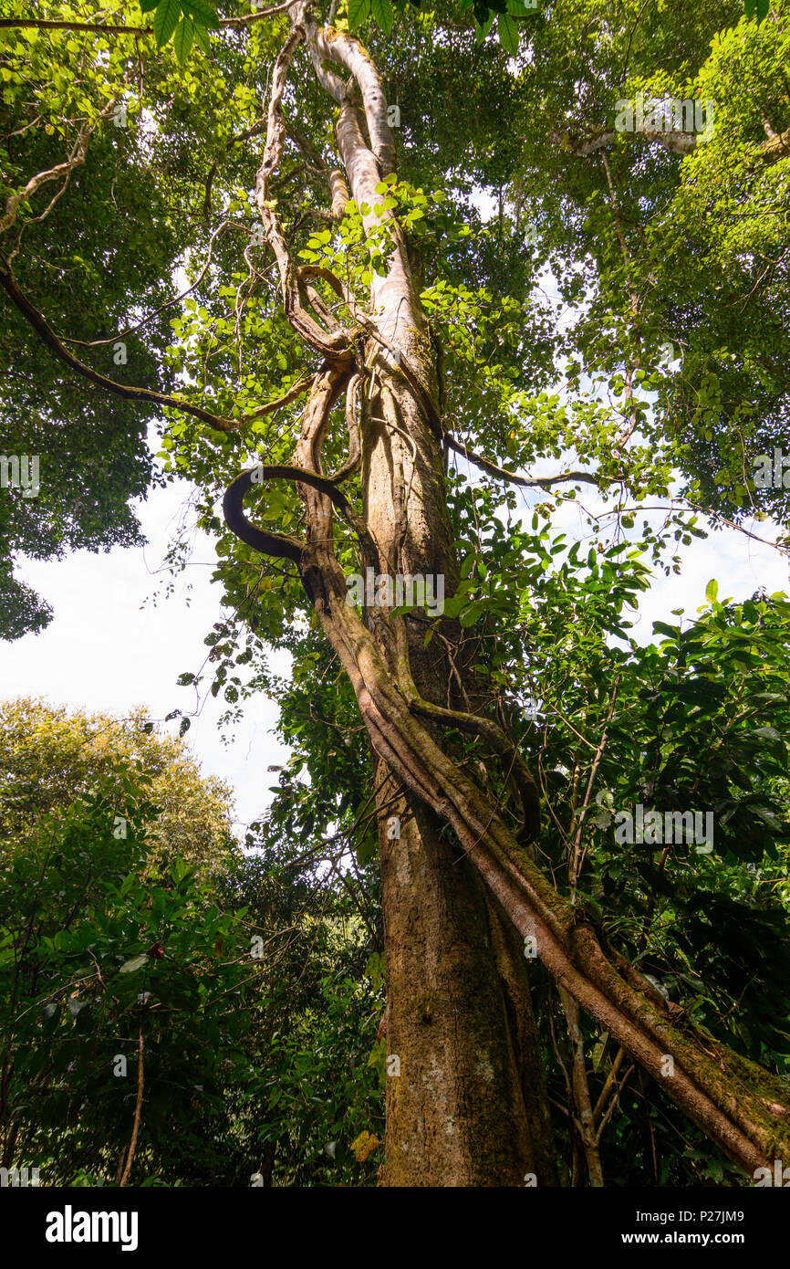Burma Myanmar Forest High Resolution Stock Photography and Images - Alamy