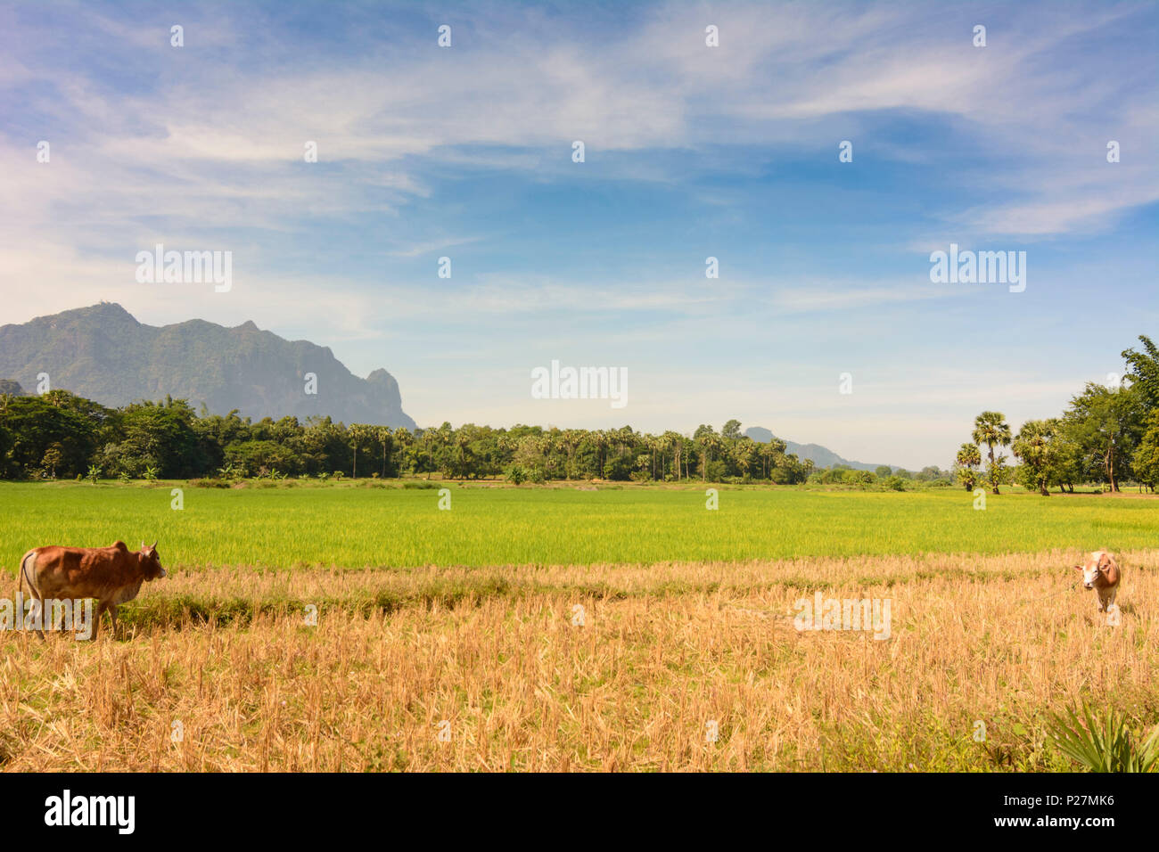 Paddy field and mountain hi-res stock photography and images - Alamy