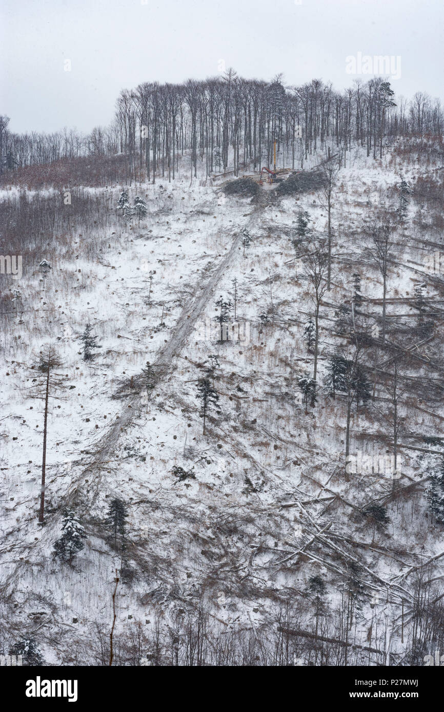 Lilienfeld, storm damaged forest, wind damage, trees, Mostviertel ...