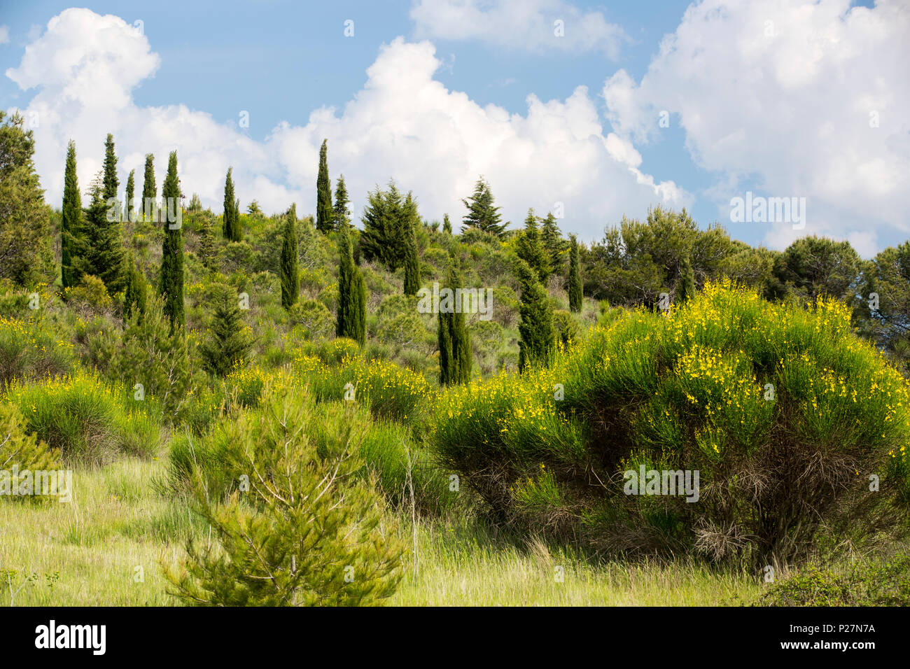 Italian Cypress trees growing on moorland near Roubia, France Stock ...