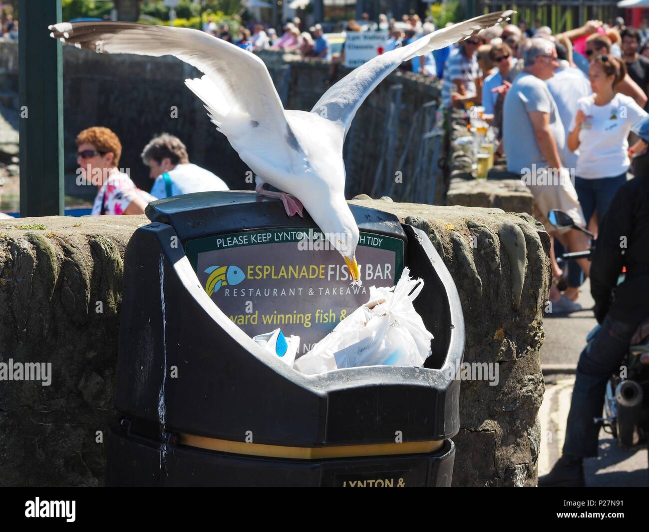 Seagull pulling out Fish and Chip wrappers from a Bin Stock Photo - Alamy