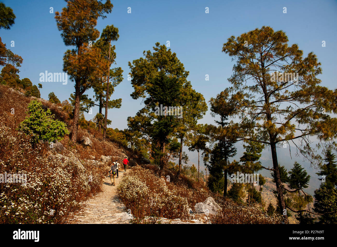Forest road near Kala Agar, Jim Corbett used this path many times when ...
