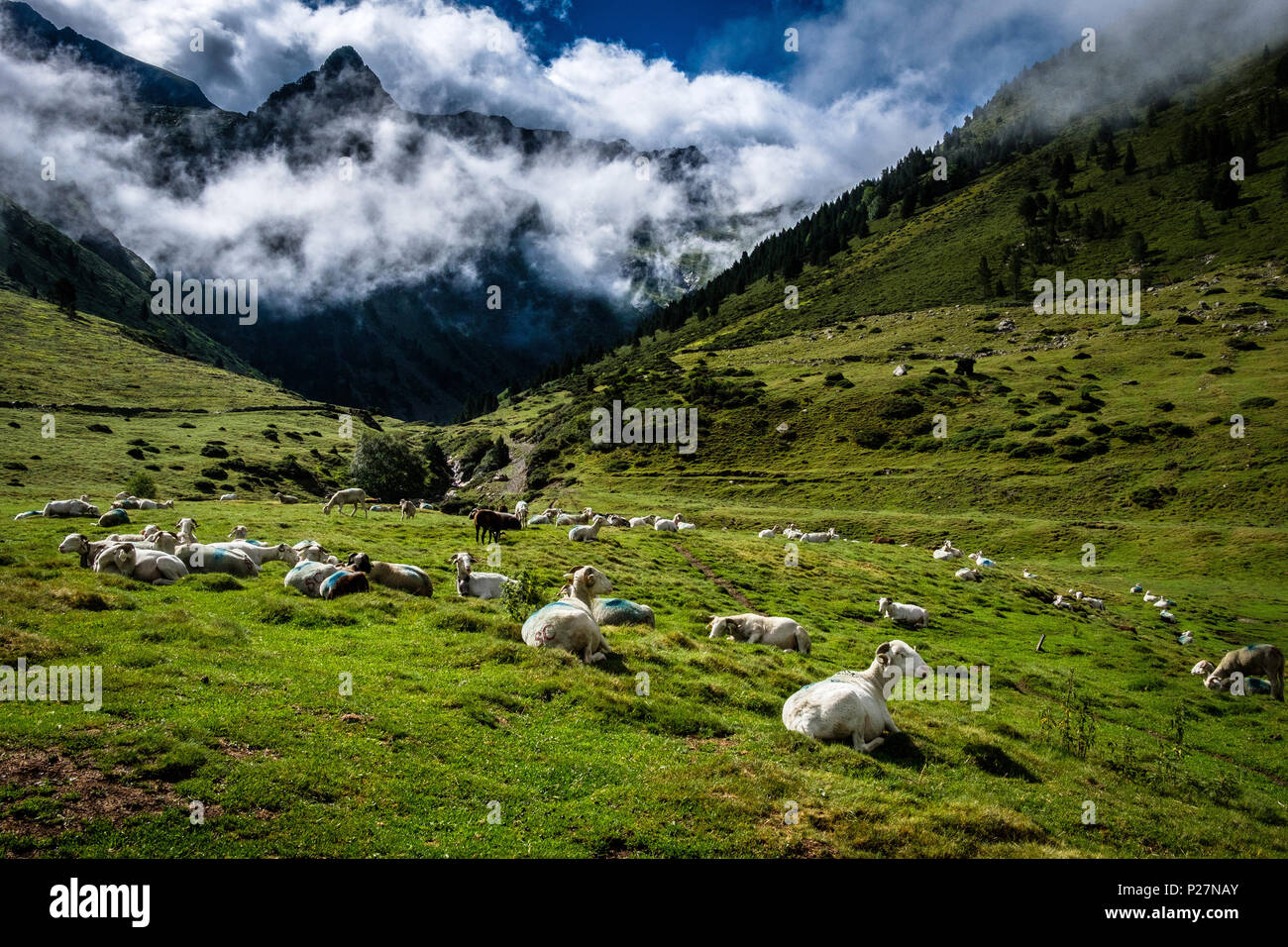 Hautes-Pyrenees department (Upper Pyrenees, south-western France ...