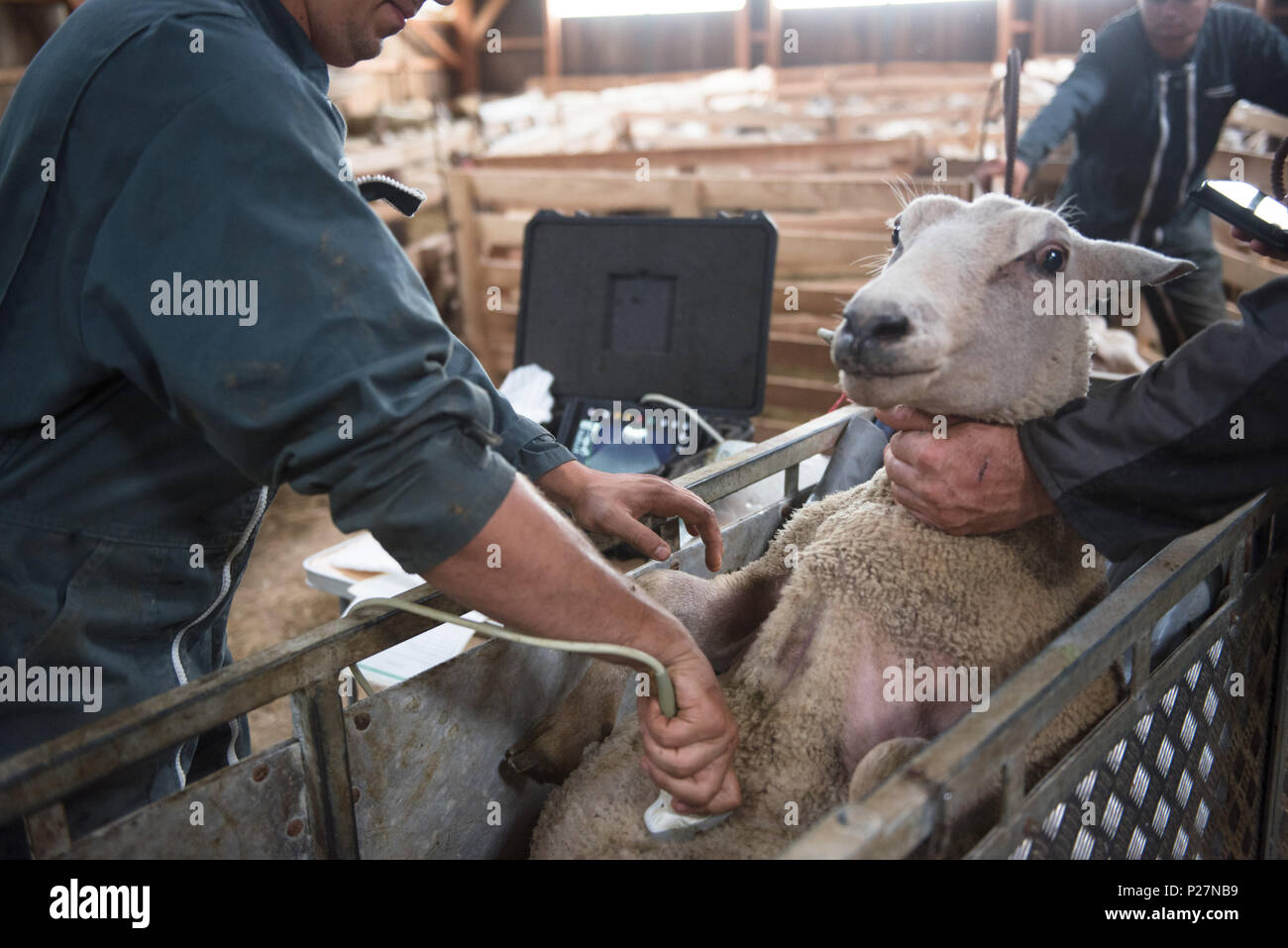 Sheep breeding, veterinarian examining a sheep using veterinary ...