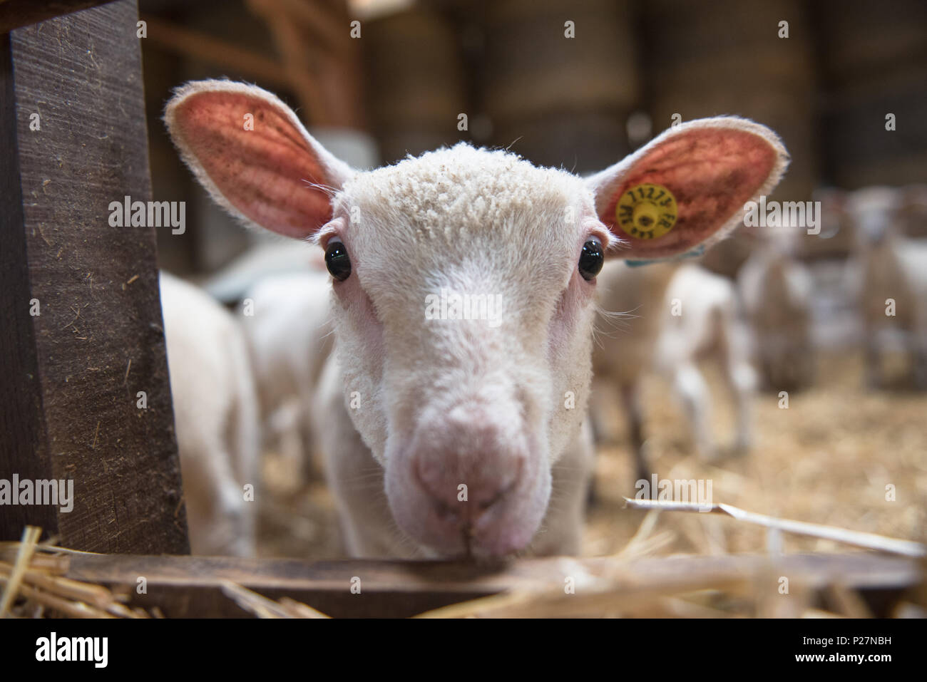 Sheep breeding, lambs in a sheepfold Stock Photo - Alamy