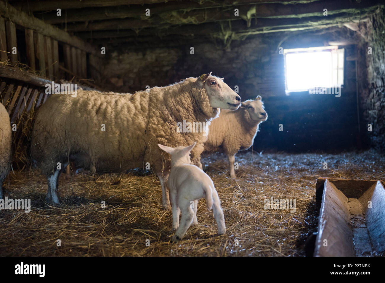 Sheep housing hi-res stock photography and images - Alamy