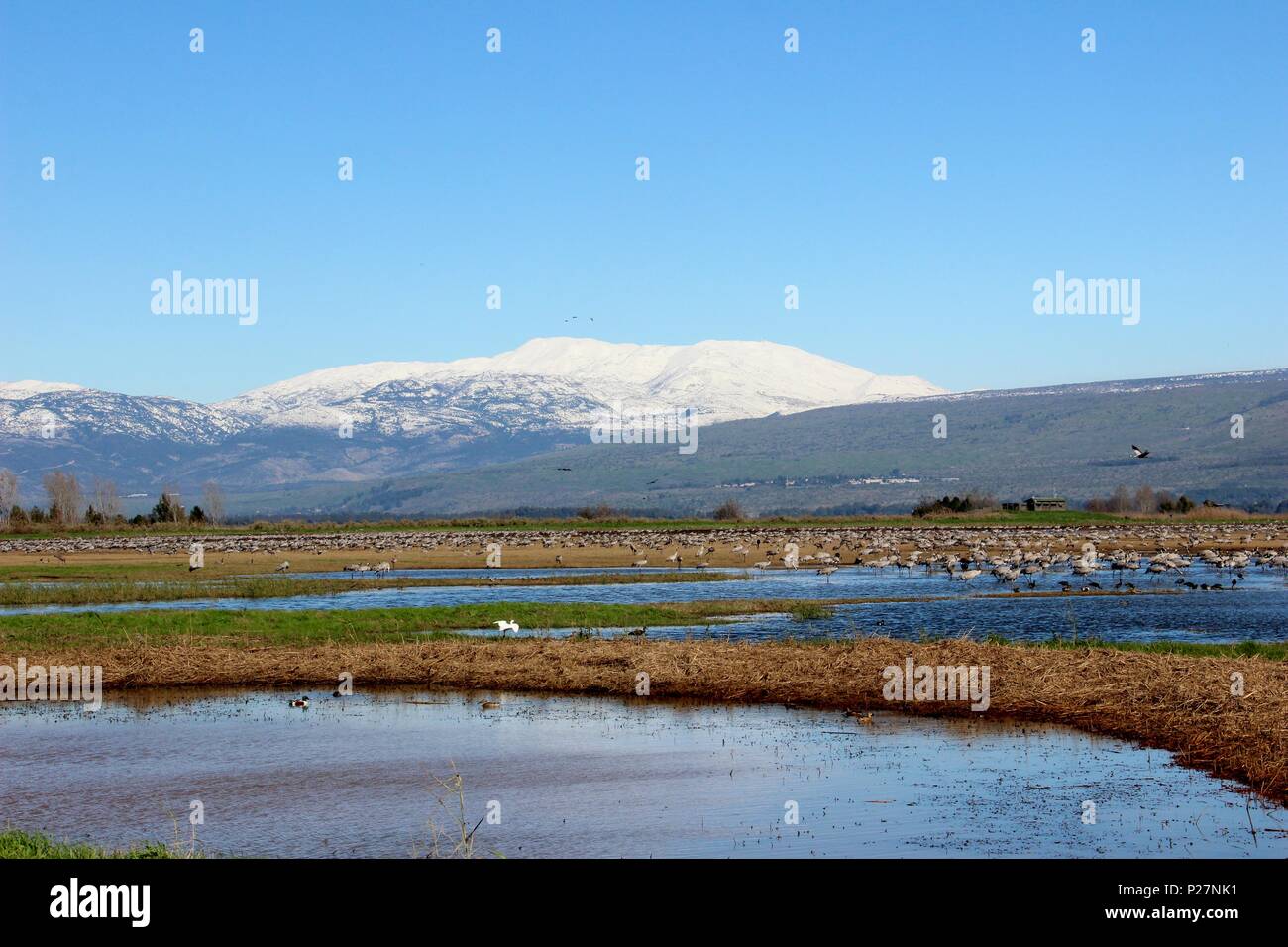 Lake hula Israel, hula nature reserve Stock Photo - Alamy