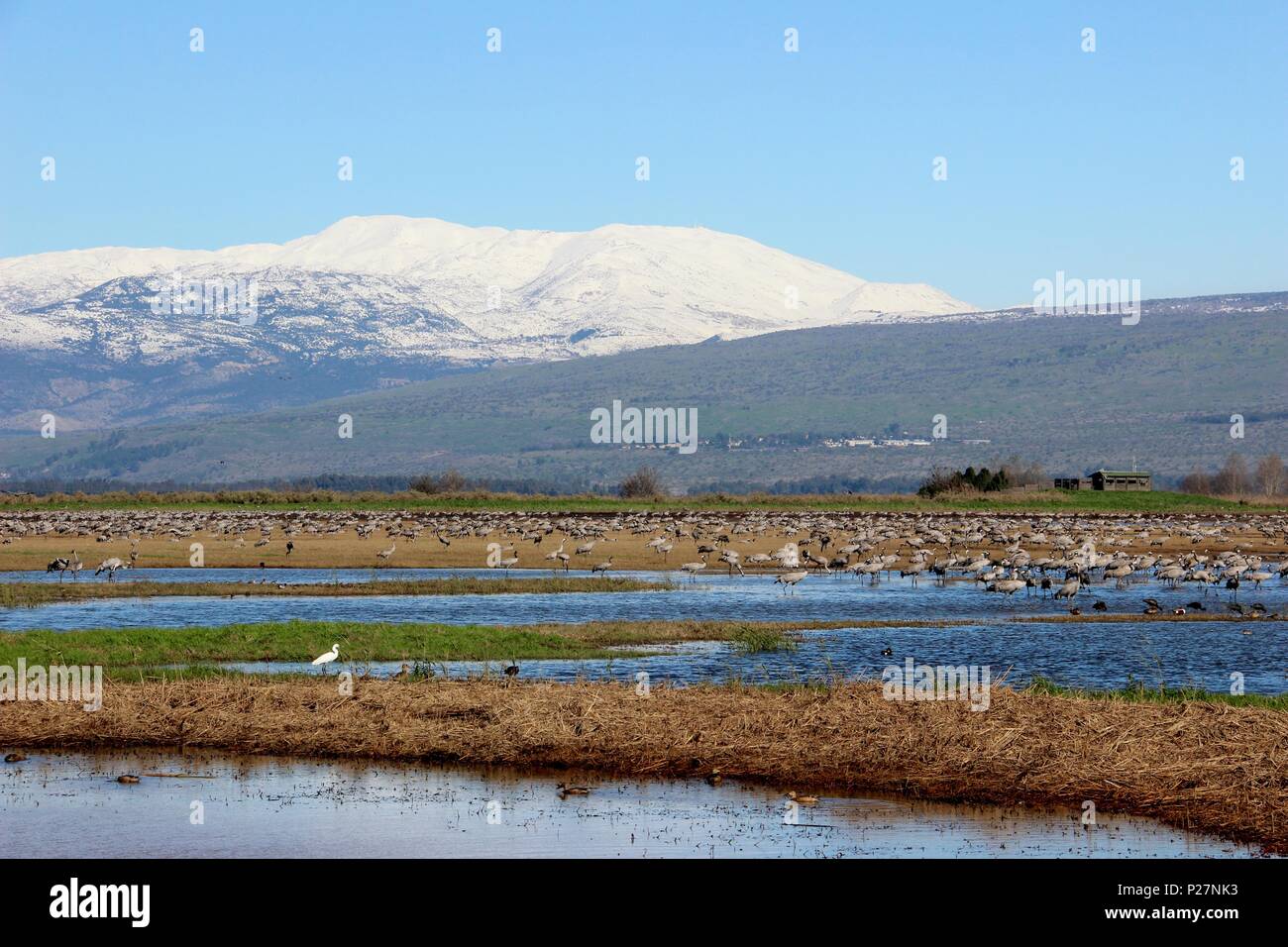 Lake hula Israel, hula nature reserve Stock Photo - Alamy