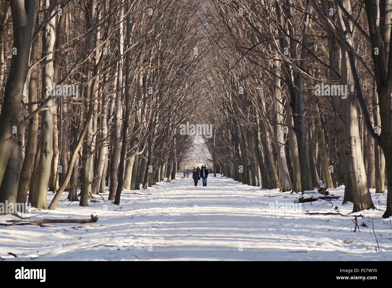 Snowy way. City-dwellers in Dendrarium park, Vladikavkaz, North Ossetia ...
