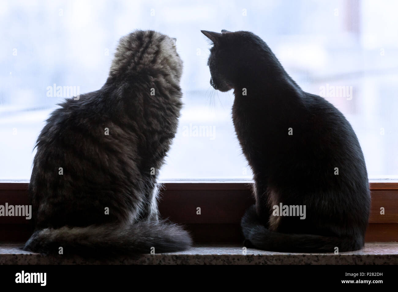 Two black cats brother hi-res stock photography and images - Alamy