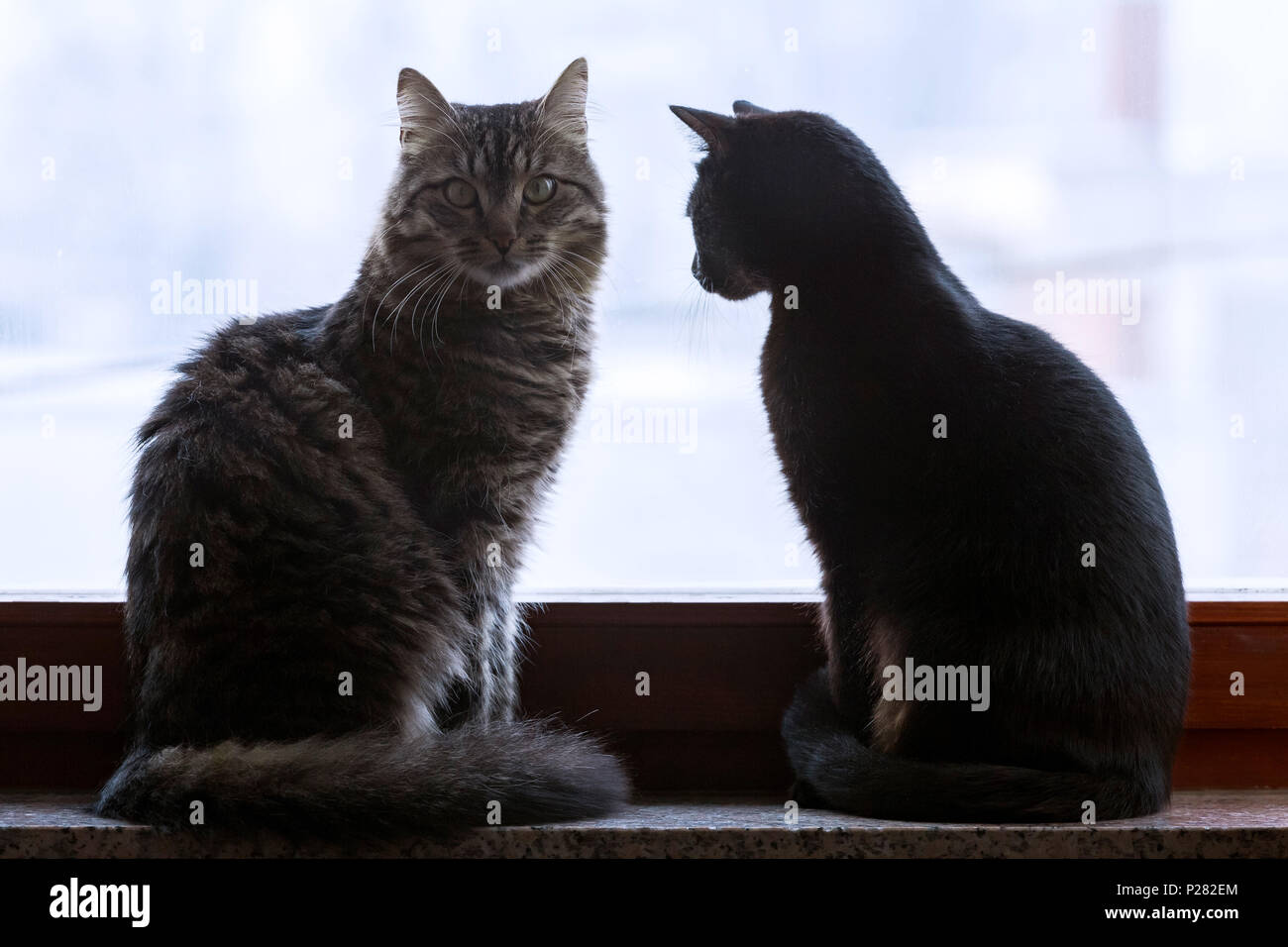 Two Cats Sitting Together