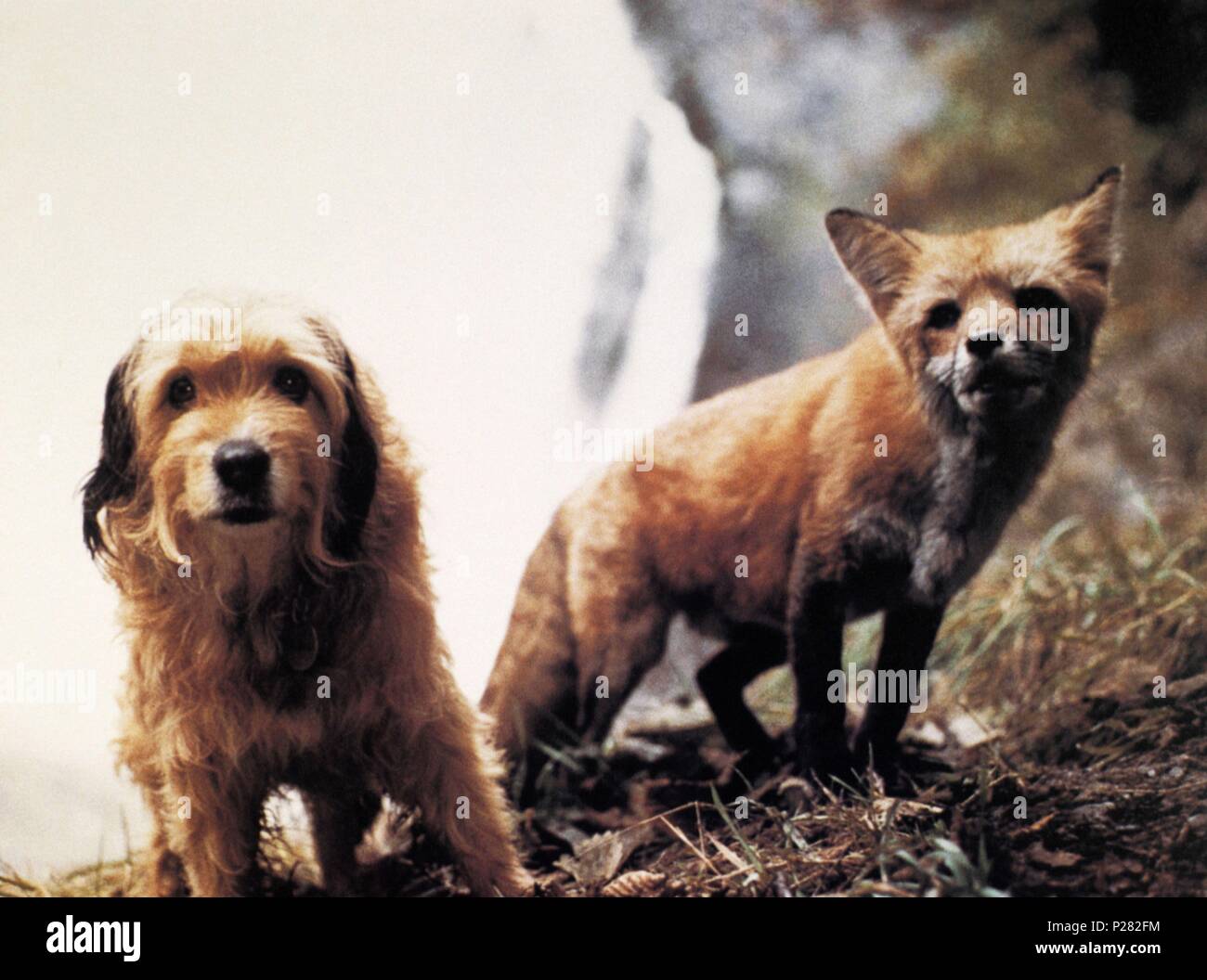 Original Film Title: BENJI THE HUNTED. English Title: BENJI THE HUNTED ...