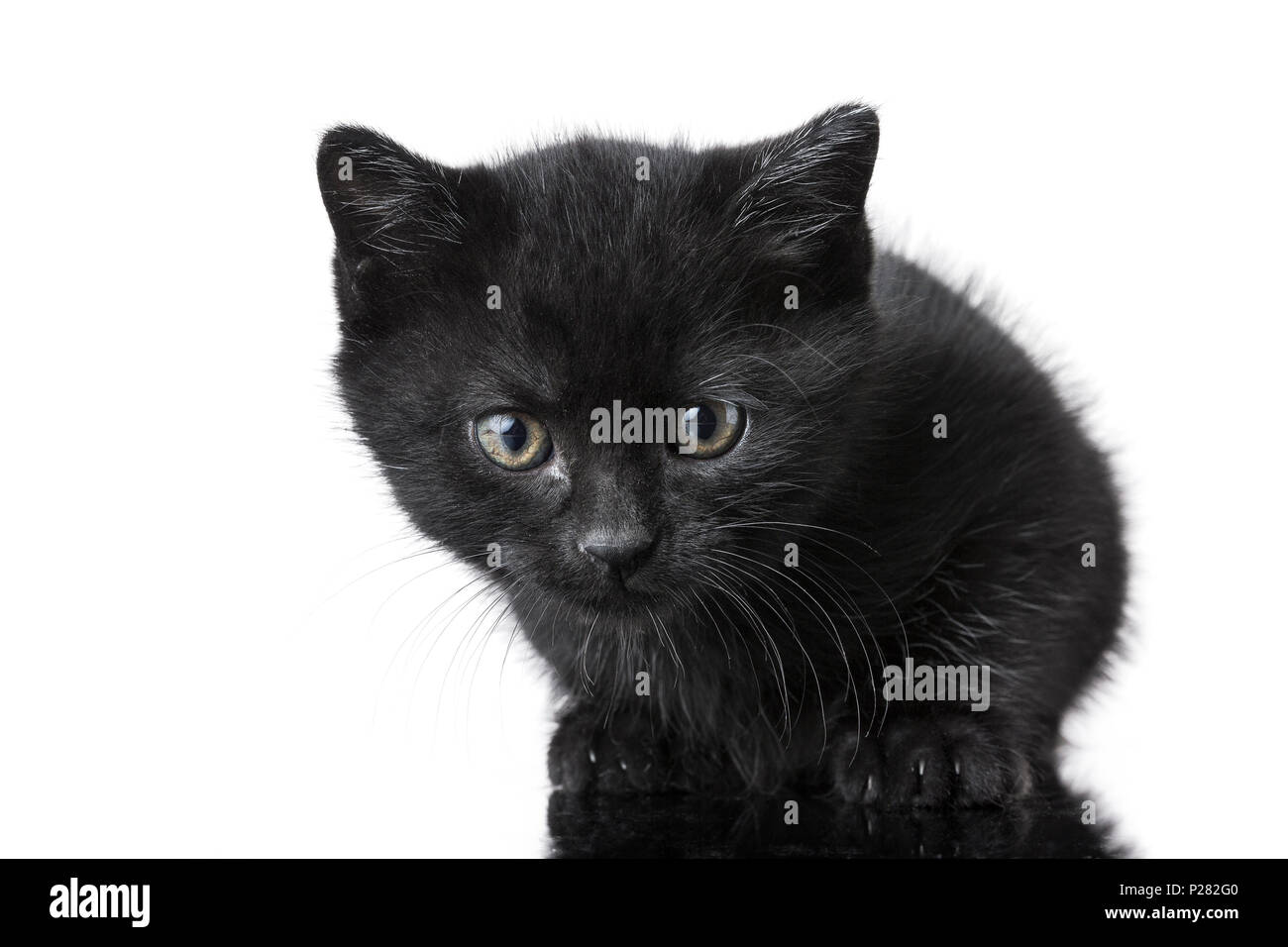 Reflective cats eyes hi-res stock photography and images - Alamy